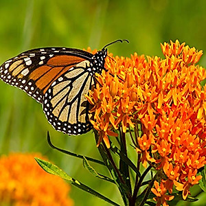 Outsidepride Butterfly Milkweed Asclepias Tuberosa Garden Plant Flower Seed - 1000 Seeds