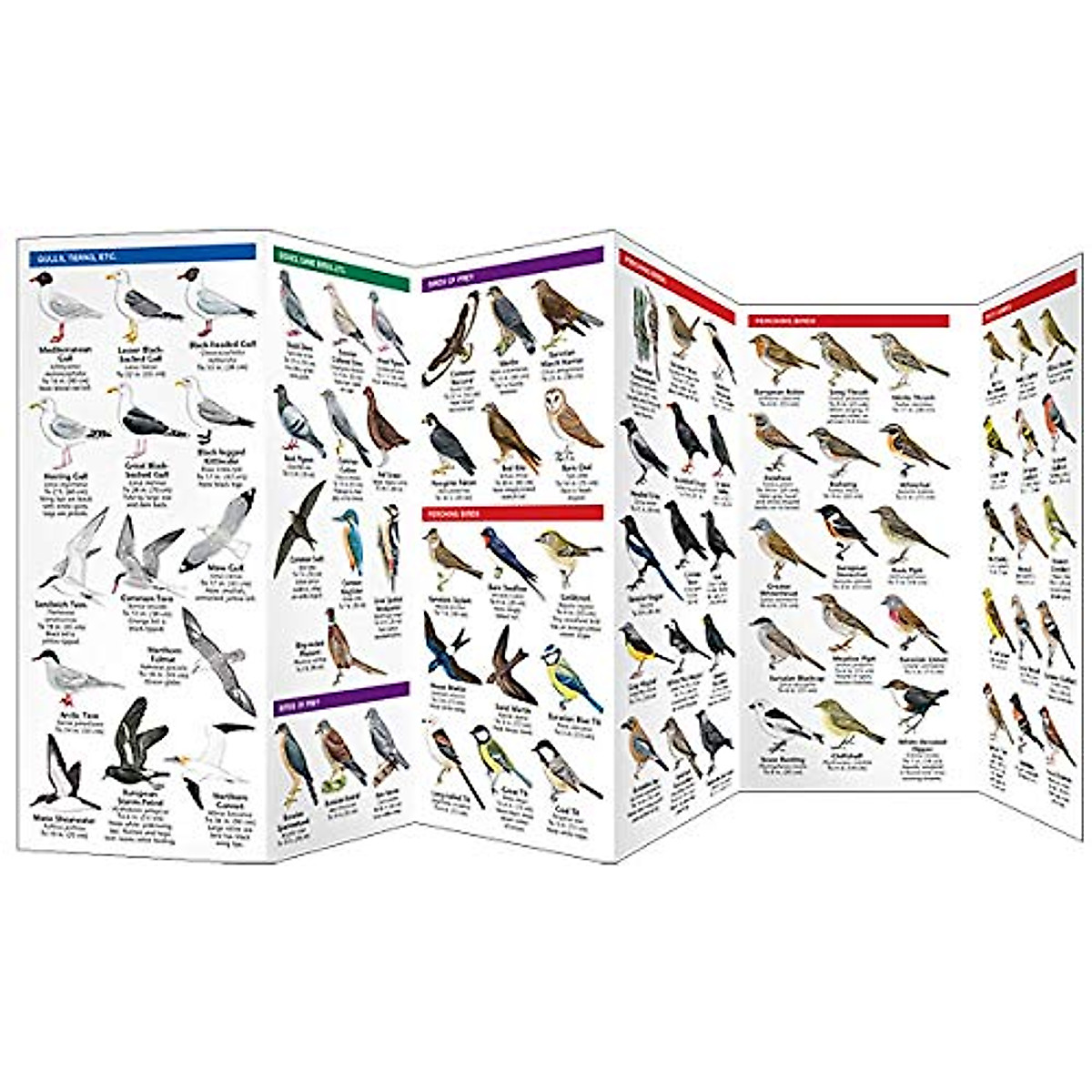 Ireland Birds: A Folding Pocket Guide to Familiar Species (Nature Observation International)