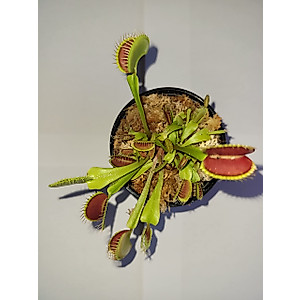 Large Sized Live 'Giant' Venus Flytrap (Fly Trap Carnivorous Plants) Dionaea 3 in pot