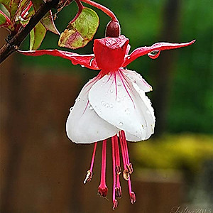 QAUZUY GARDEN 100 Fuchsia Seeds - Premium Mixed Colors Lantern Fuchsias Bell Flower, Ladies' Eardrop Seeds - Attract Pollinators - Showy Potted Hanging Baskets Bonsai Flower