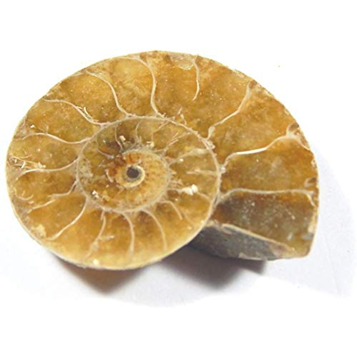 phoenix888 XUETZALCOATL Sureshvarah Sudarshan Shaligram 1.5cm - 2.5cm from Kali Gandaki 1 pcs