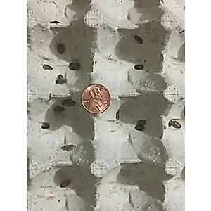 Bad Ass Bugs 250 Small Dubia Roaches