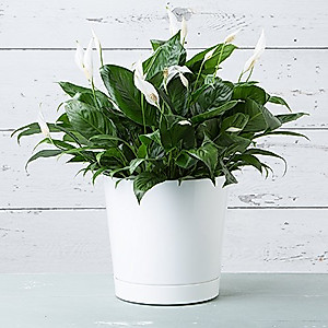 Novelty Majestic Full Depth Cylinder Pot, Glossy White, 12-Inch (10122)