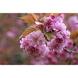 hua xian zi Bonsai Tree Japanese Sakura Seeds. Rare Japanese Cherry Blossoms Flowers Seeds in Bonsai,Pink Prunus Serrulata 30 Seeds