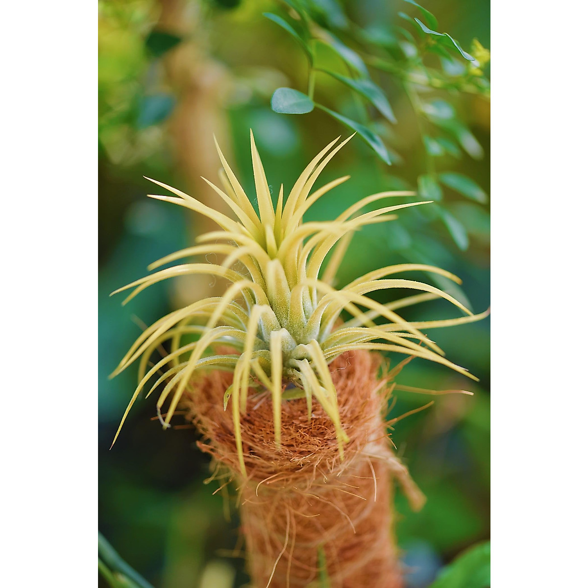 Air Plants Live - Home and Garden Decor - Live House Plants - Easy Care (6 pcs)