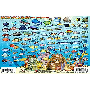 British Virgin Islands Dive Map & Coral Reef Creatures Guide Franko Maps BVI Laminated Fish Card