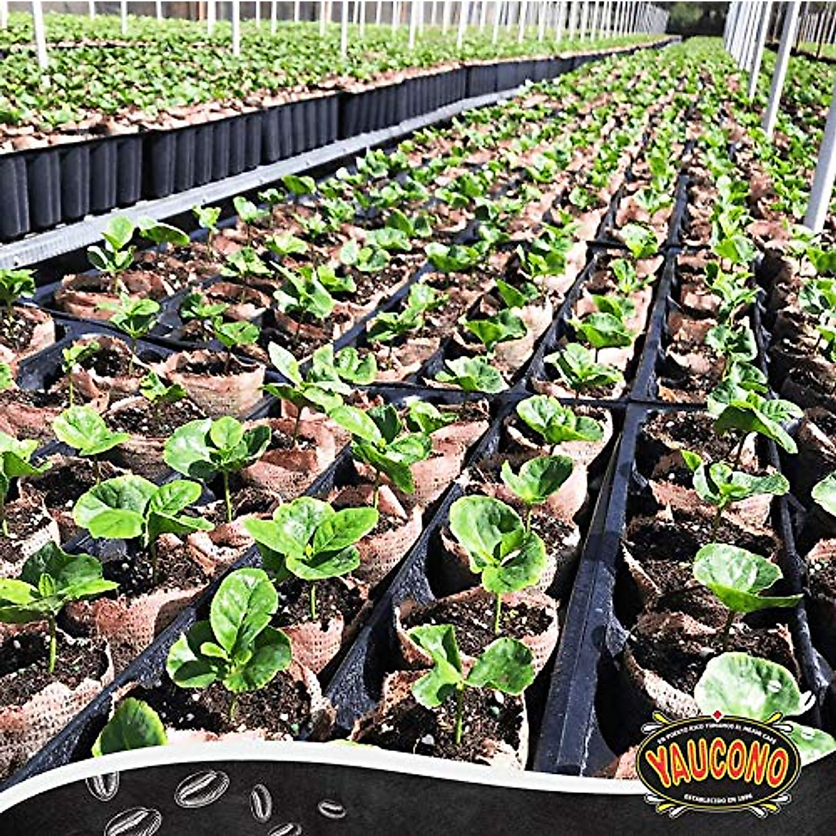 Yaucono Ground Coffee, Arabica, Medium Roast, Puerto Rico, 10 Ounce Can (Pack of 1)