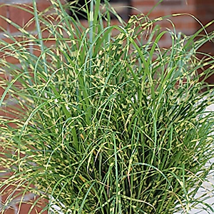 CHUXAY GARDEN Miscanthus Sinensis,Silver Maiden Grass 10 Seeds Hardy Spectacular Plumes Ornamental Grass Home Landscape Easy Grow