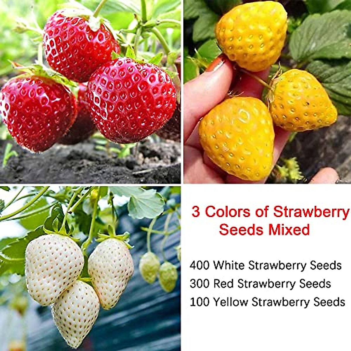 800+ Strawberry Seeds 400 White 300 Red and 100 Yellow Strawberry Seeds Mixed for Planting
