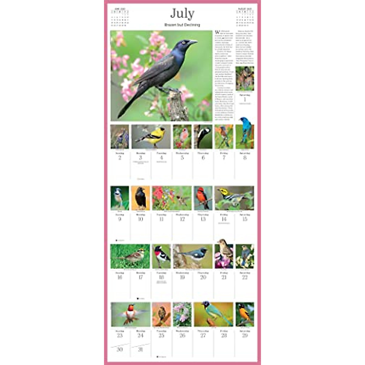 Audubon Songbirds and Other Backyard Birds Picture-A-Day Wall Calendar 2023: A Beautiful Bird Filled Way to Keep Track of 2023