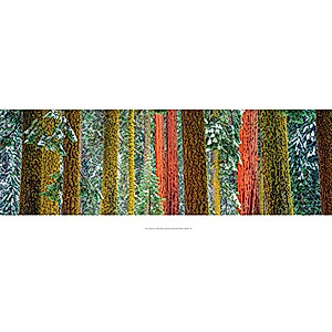 Trees: Between Earth and Heaven