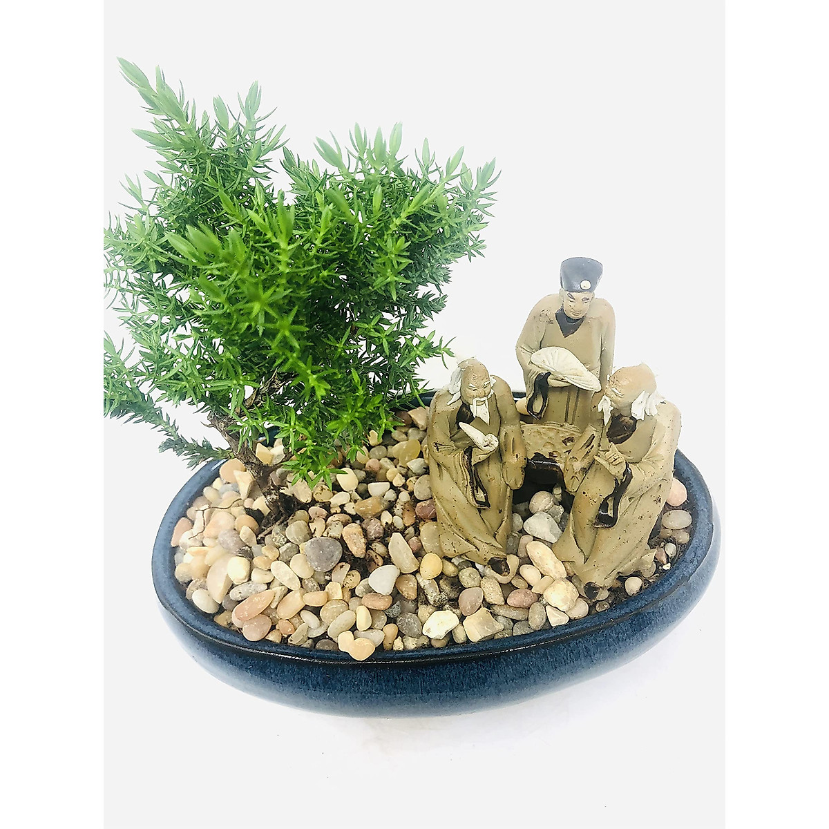 Juniper Bonsai Tree with Three Master's Reunion Ceramic Pot
