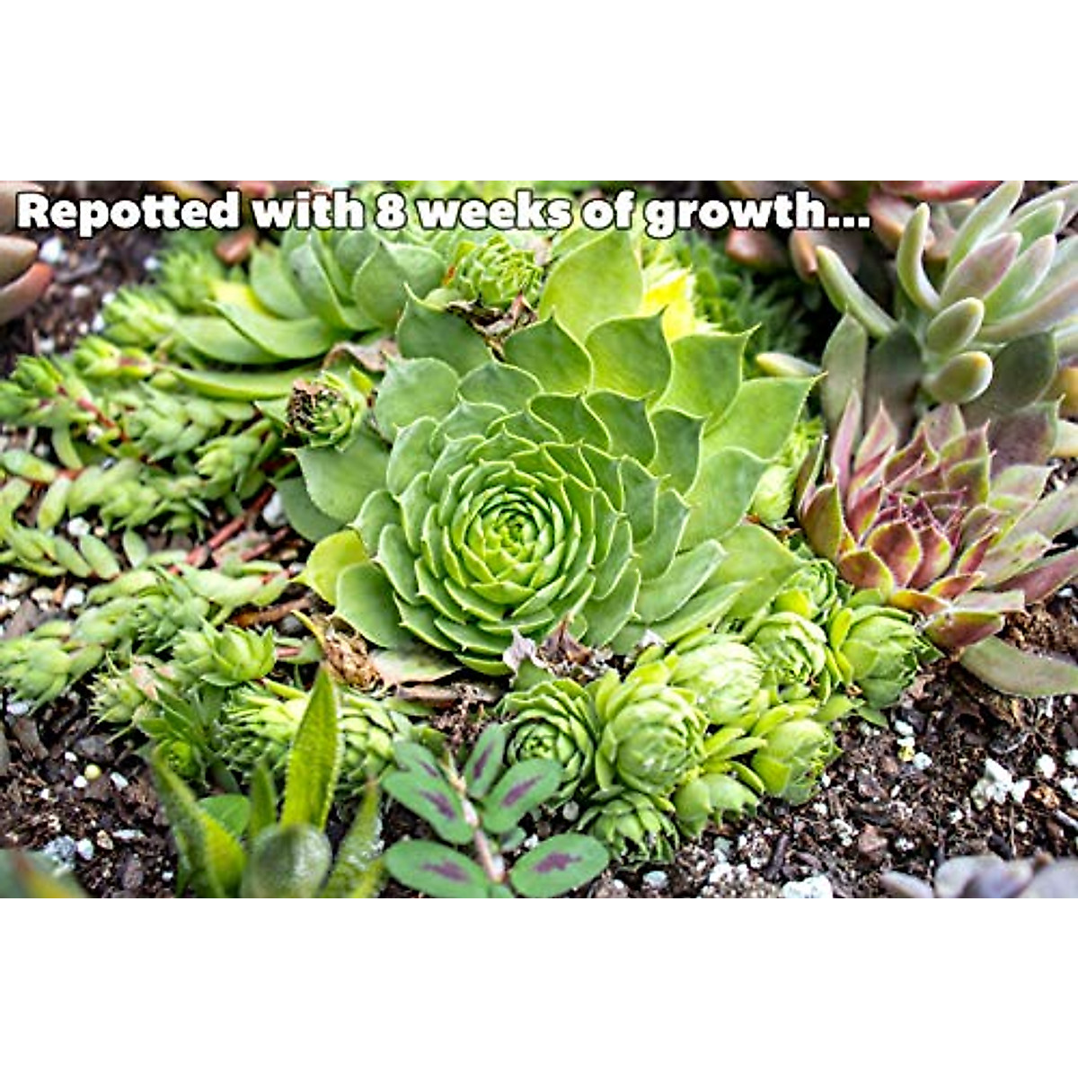 Sempervivum Succulents Plants Live Indoor Plants (3PK), Sempervivum Plants Live Houseplants, Hen and Chicks Live Plants Indoor House Plants, Rosette Succulent Plants in Plant Pots by Plants for Pets