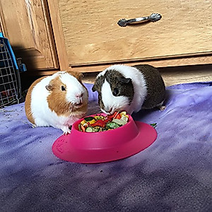 STAYbowl Tip-Proof Bowl for Guinea Pigs and Other Small Pets - Fuchsia (Pink) - Large 3/4 Cup Size New