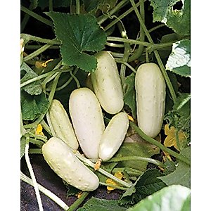 David's Garden Seeds Cucumber Pickling Salt and Pepper FBA-7764 (White) 25 Non-GMO, Open Pollinated Seeds
