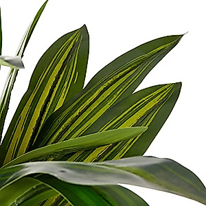 Amazon Basics Artificial Dracaena Tree with Plastic Faux Terracotta Pot, 60-Inch