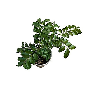 Curry Leaf Plant - Live Plant (Murraya Koenigii), 6 Inches