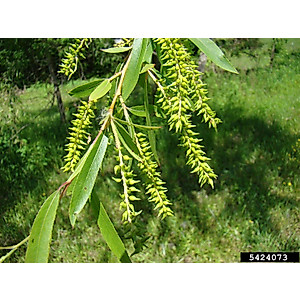 CZ Grain 12 Black Willow Tree Cuttings - Fast Growing Shade and Privacy Trees, Ideal for Beginners and Masters