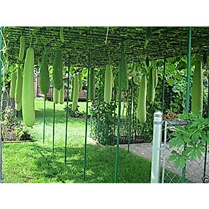 Bottle gourd Seeds, Nam Tao Yao (Asian vegetable) grows 12" long and 2.5 pounds.