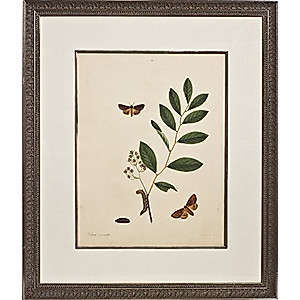 Orange Brown-Barred Moth; Plate 81