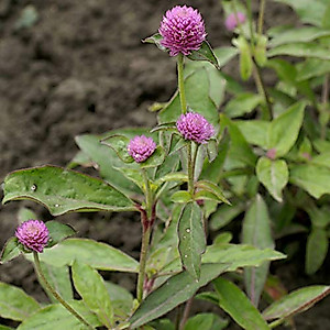 Outsidepride Gomphrena Salmon Globe Amaranth Garden Cut Flower Plants Great for Dried Floral Arrangements - 2000 Seeds