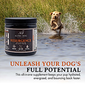 Resurgence Dog Electrolytes by Alpha Dog Nutrition | Promote Dog Hydration, Increase Stamina, and Boost Recovery | Electrolyte Water Additive or Food Topper to Prevent Dehydration with Beef Flavoring