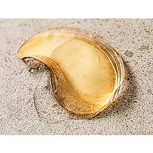 MIZON 24K Gold and Snail Mucin Hydrogel Patches (30 pairs) for Puffy Eyes, Dark Circles, Under Eye Bags, Anti-Wrinkle, Moisturizing