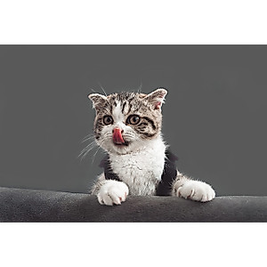 Kate Seamless Paper Backdrop for Photography Light Gray Photo Backdrop Paper (53''x16.4' Pursuit Grey)