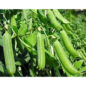 Rainbow Bean Mix Sprouting Seeds, Adzuki, Garbanzo, Green Pea, & Lentil, 40+ Heirloom Seeds in Mixture Per Packet, Non GMO Seeds, (Isla's Garden Seeds), Botanical Name: Phaseolus vulgaris