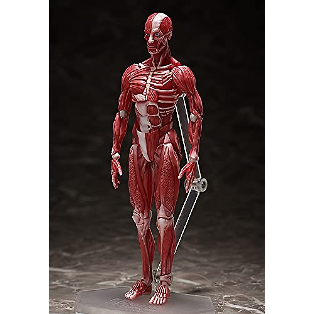 FREEing Human Anatomical Model Figma Action Figure,Multicolor