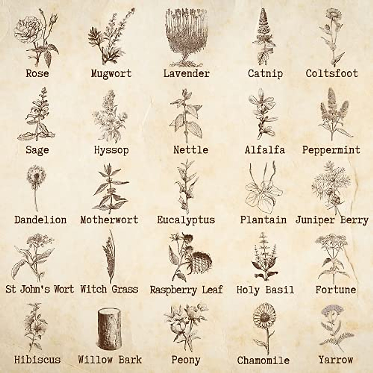 Witchcraft Supplies and Herbs for Spells 25 Premium Fine Dried Botanicals (Large Size) and 3 Crystal Stones for Wicca and Pagan Rituals, Alter Supplies, Magic Spells Green Witchtok by Fidelis