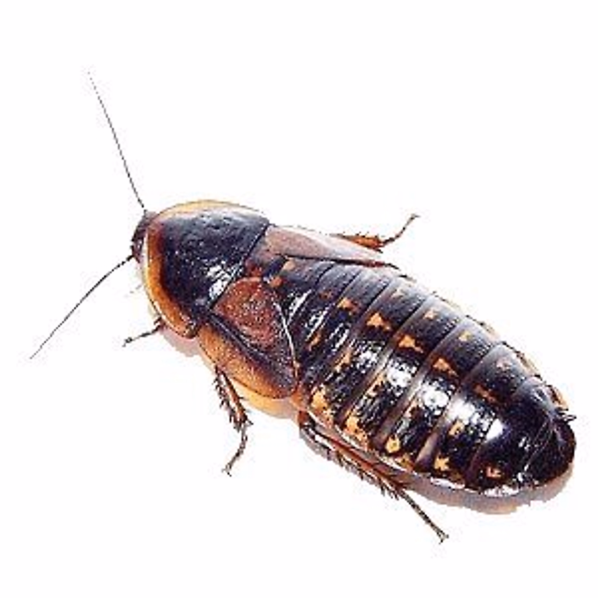 Live Dubia Roaches for Feeding Reptiles (10, Adult Male) by Blaptica dubia