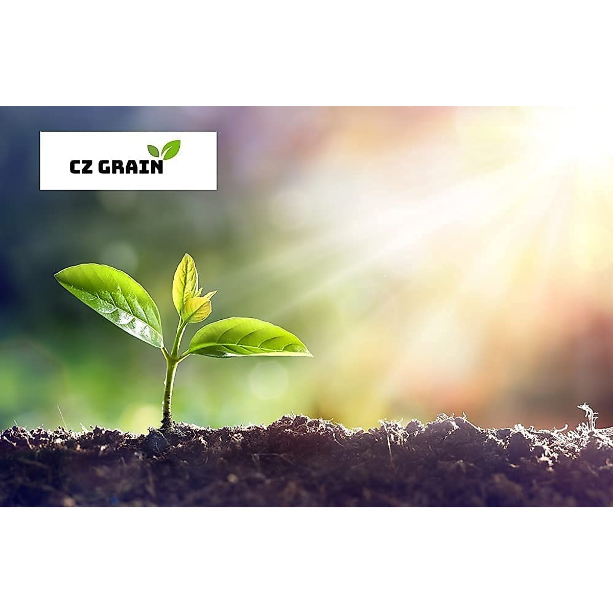 50 Seaberry Bush Seeds - Edible and Delicious