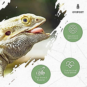 OVIPOST Live Crickets 3/4” Banded | 1000 Count | Live Crickets for Reptiles, Large Bulk Arrival of Large Banded Crickets - High Protein Live Feed Crickets, Bearded Dragon Food & Pet Food