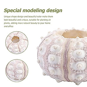 4Pcs Conch Shell Large Sea Urchin Plant Pot Sea Shells Air Plant Holder Bonsai Air Plant Planter Tillandsia Holde Display Container Beach Garden sea Urchin Shell Decoration air Plant Holder