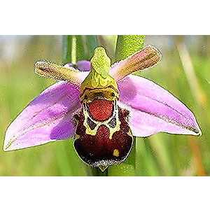 Orchid Love- The World's Greatest Orchid Food!(Net 32 fl oz. concentrate: yields 16 to 32 gallons)