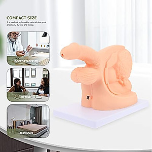 Catheter Anatomy Teach Set 1pc Simple Male Catheterization Model Display Men Catheterization Useful Model Body Catheterization Model