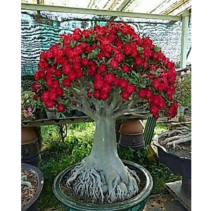 Caudex Bonsai - Desert Rose Adenium Obesum - one Year Old - New Hybrid
