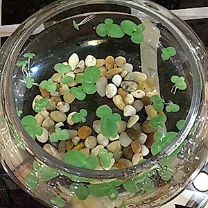 balacoo 36pcs Fish Tank Plant with Root Aquarium Floating Plants Artificial Aquarium Plants Fish Tank Plant Decorations Water Plants Ornament for Fish Tank Landscape Decor