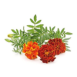 Marigold Seeds for Planting French Marigold Flower Seeds Mix - About 500 Seeds