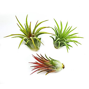 It Blooms Rainforest Grown 3 Pack Ionantha Air Plants Assorted Sizes - Live Tillandsia - 1 to 3 inches - 30 Day Guarantee
