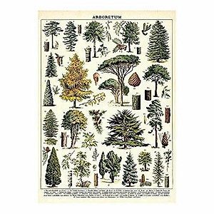Cavallini Decorative Paper - Arboretum 20"x28" Sheet