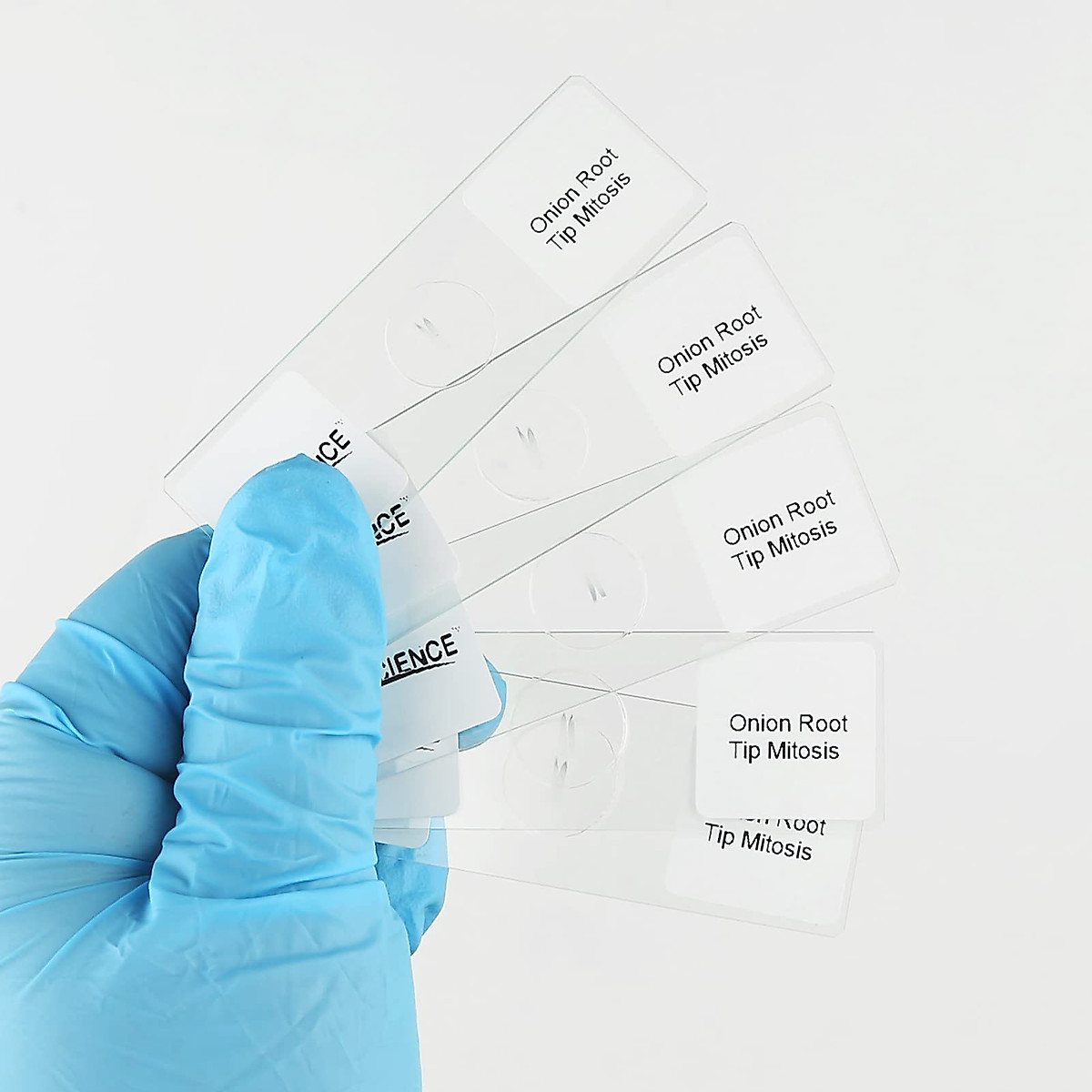 Onion Root Tips Cell Mitosis Microscope Slides Set, 5pcs Pack Show Plant Cell Mitosis Stages for Plant Genetics Biology Science Class (5 Count)