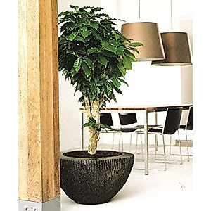 Seeds4planting - Seeds Arabian Coffee Tree Dwarf Plant Mountain Perennial Flowers