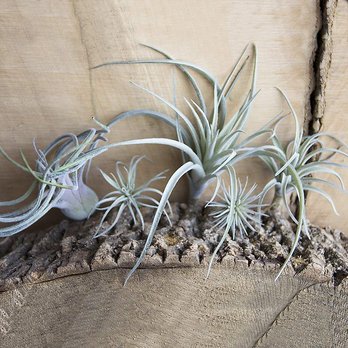 CHIVE Artificial Air Plants — Bulk Set of 5, Large — Ultra Realistic Fake Tillandsia Bromeliad Plants — Decorative Faux Succulents for Home & Office Decor — No Care Needed!