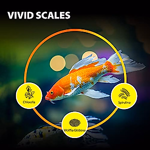 GOOD PARTNER Purify Series for Koi Fish Food, Floating Fish Pellets, All Natural Ingredients, Balanced Composition of Pond Fish Food, Suitable for Veil-Tail Goldfish 3.7 oz (Pack of 1)