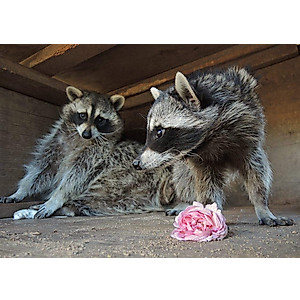 Shelter Pets: Stella the Raccoon - 10" Raccoons Plush Toy Stuffed Animals - Based on Real-Life Adopted Pets - Benefiting the Puppy and Dogs Animal Shelters They Were Adopted From- Trash Panda Plushies