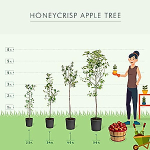 Brighter Blooms - Honeycrisp Apple Tree, 4-5 Feet - Organic Outdoor Fruit Plant - No Shipping to AZ, ID, OR, or CA