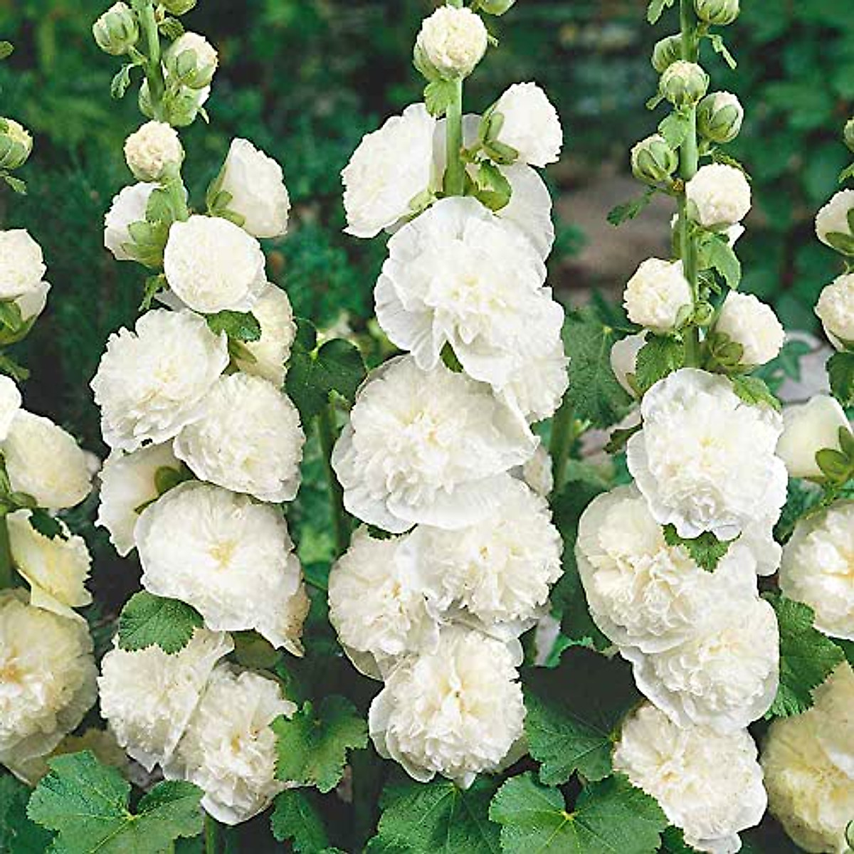 Outsidepride Perennial Alcea Rosea Chaters Double White Hollyhock Garden Flower Climbing Vine Plants - 100 Seeds