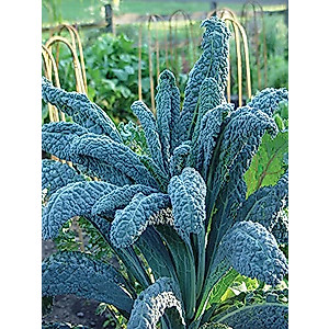 Lacinato Kale Seeds (Brassica oleracea VAR. palmifolia), 1 Gram Seeds for Planting, Non-GMO, Heirloom Gardening & Microgreens - Aka Dinosaur Kale, Lacinato Italian Tuscan Kale Garden.